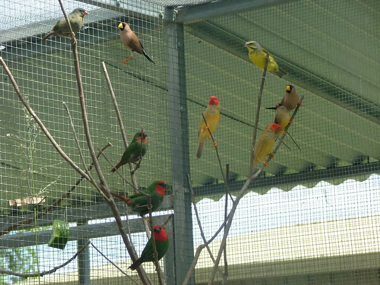 3x3 Galvanized Welded Wire Mesh Fence for Aviary Construction