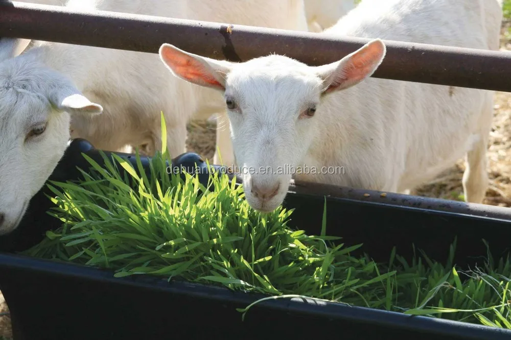 Aquaponic Growing Animal Feed Hydroponics Fodder System - Buy Aquaponic ...