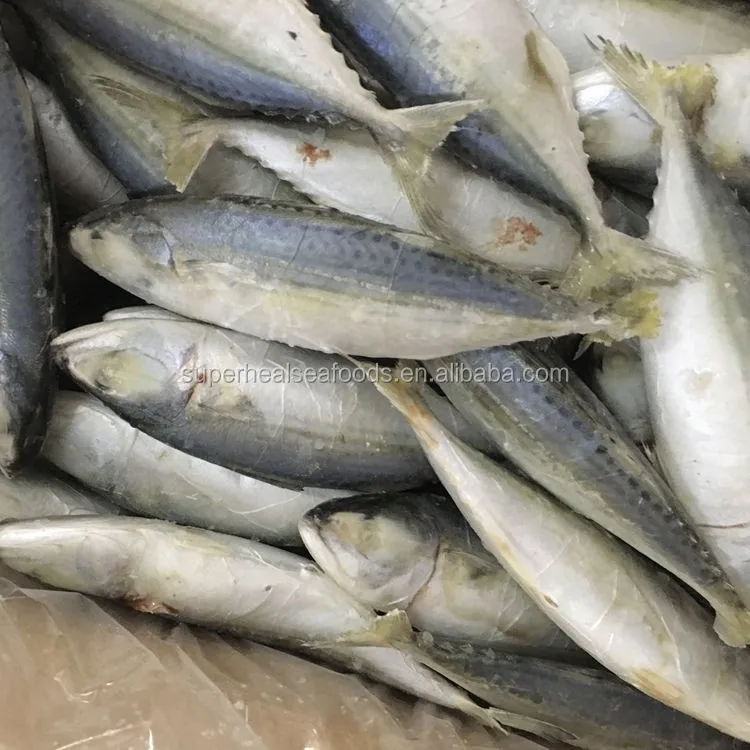 Fresh Fish Yellow Tail Scad Size 6/8 Frozen Indian Mackerel - Buy ...
