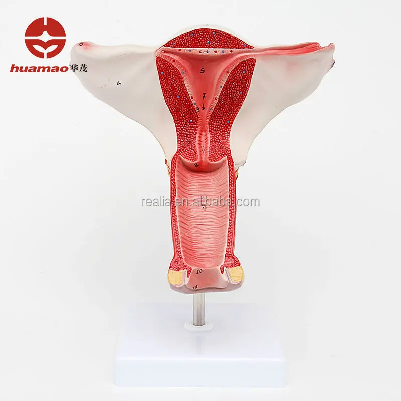 High Quality Plastic Female Internal Genital Organ Model Buy Female