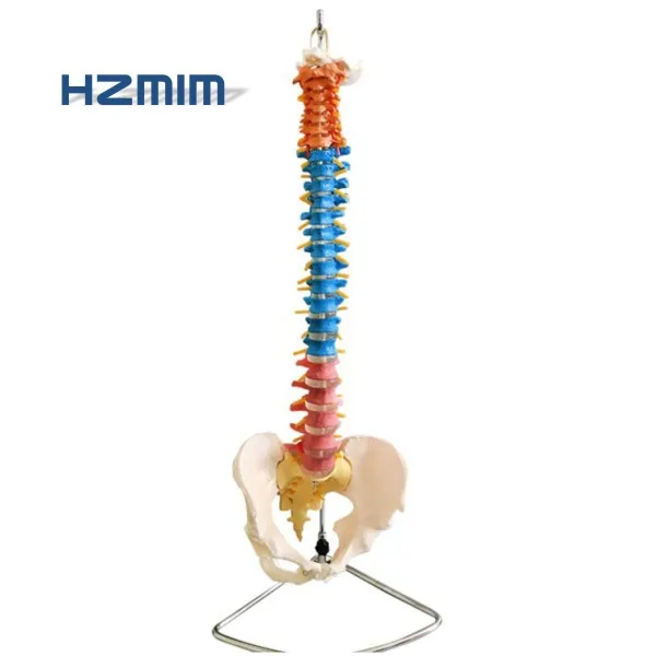 Aged Lifesize Human Skeleton Spine Vertebral Column