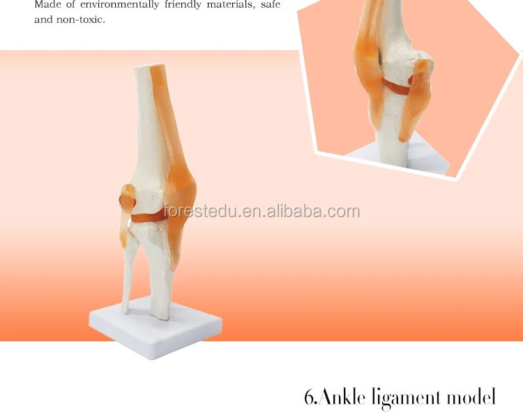 Demonstration Joint Model Series - Clinical Human Anatomy