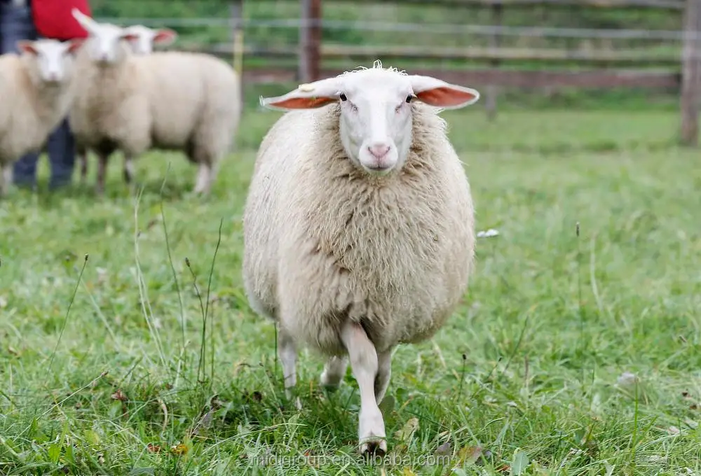 Light Yellow Maize Bran - 18% Protein CGF Powder for Feed