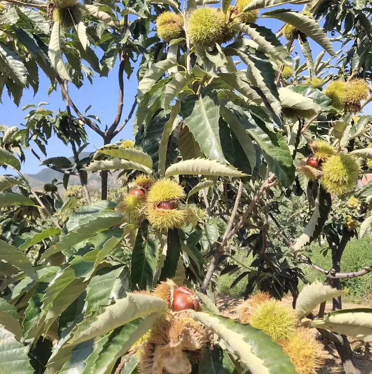 Chinese Chestnut For Sale - Buy Chestnut,Chinese Chestnut,Chinese ...