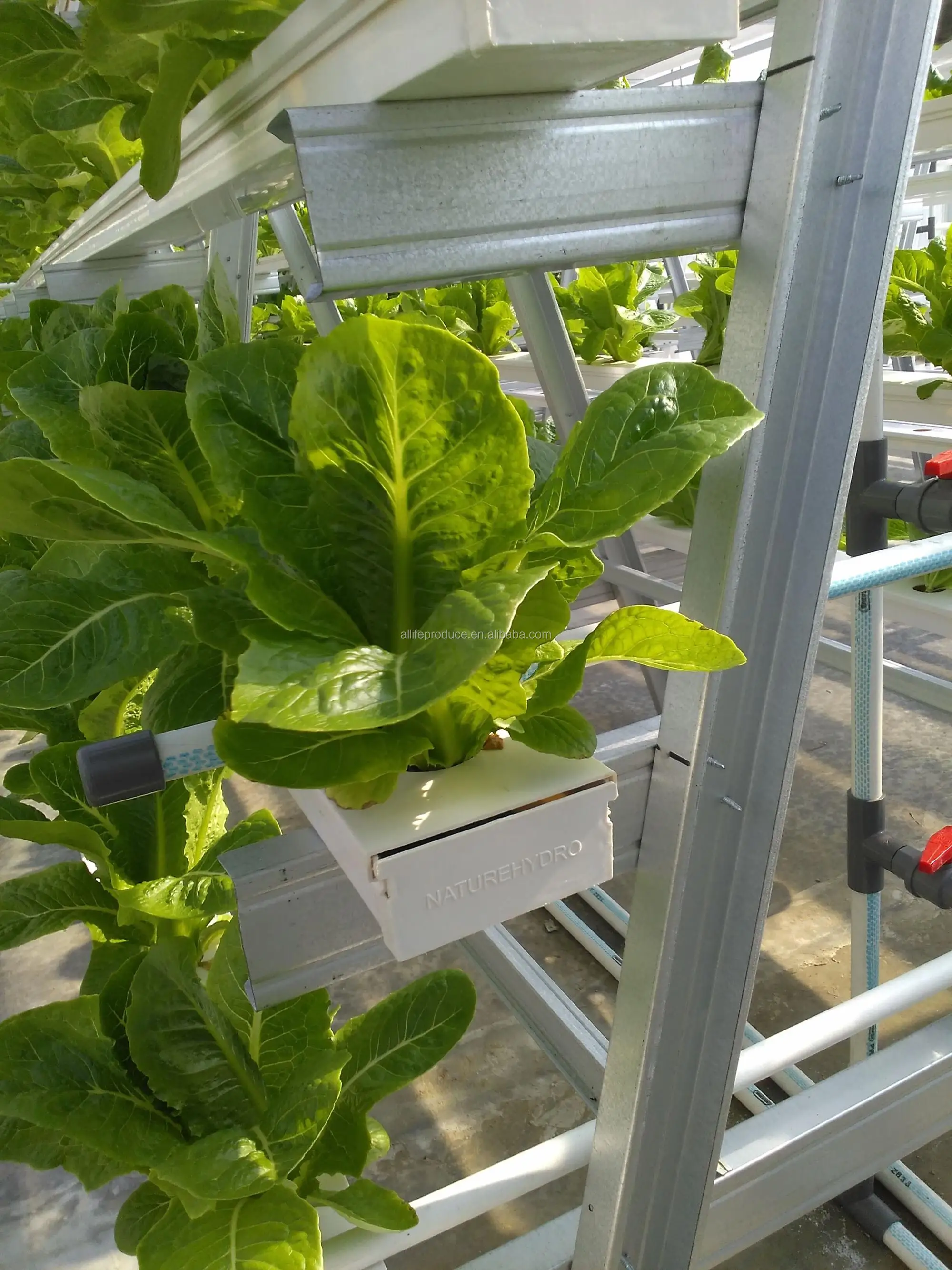 Hydroponic Pvc Pipe Plastic Nft Tubes Grow Channel Systems - Buy Pvc ...