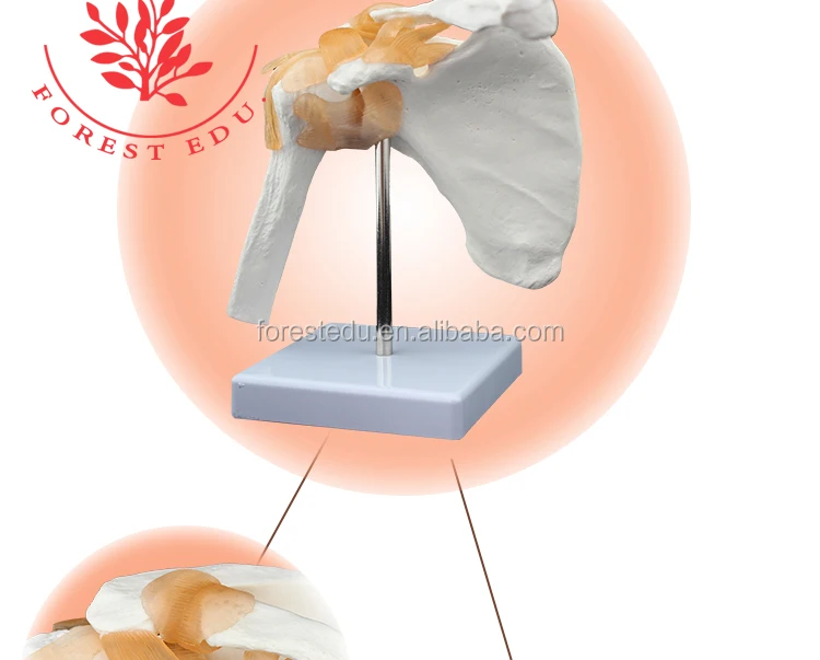 Demonstration Joint Model Series - Clinical Human Anatomy