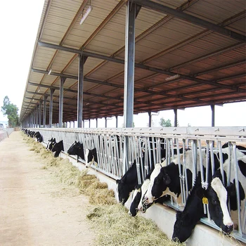 Prefab Steel Structure Dairy Cow Shed Farm - Buy Prefab Steel Structure ...