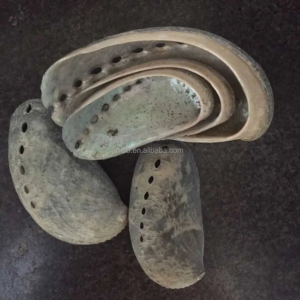 Philippines Abalone Shell Raw Material Donkey Ear Shell - Buy Donkey ...
