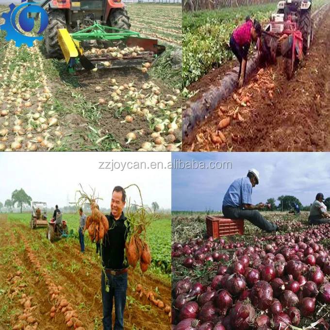 Efficient Sweet Potato Harvesting - Automatic Root Crops Harvester