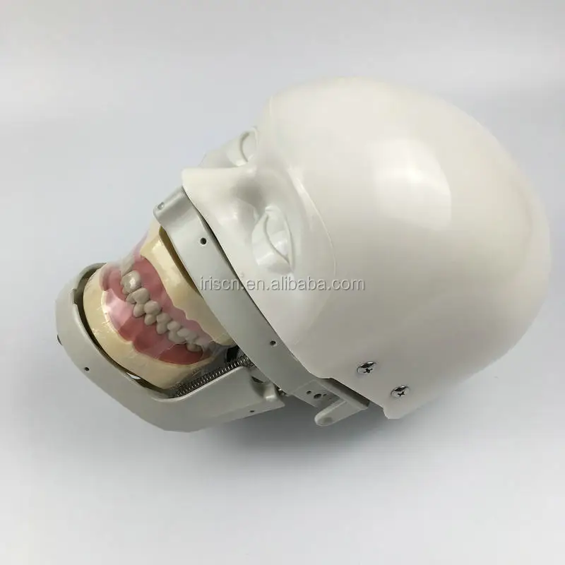 Dental Manikins - Phantom Head Models for Education