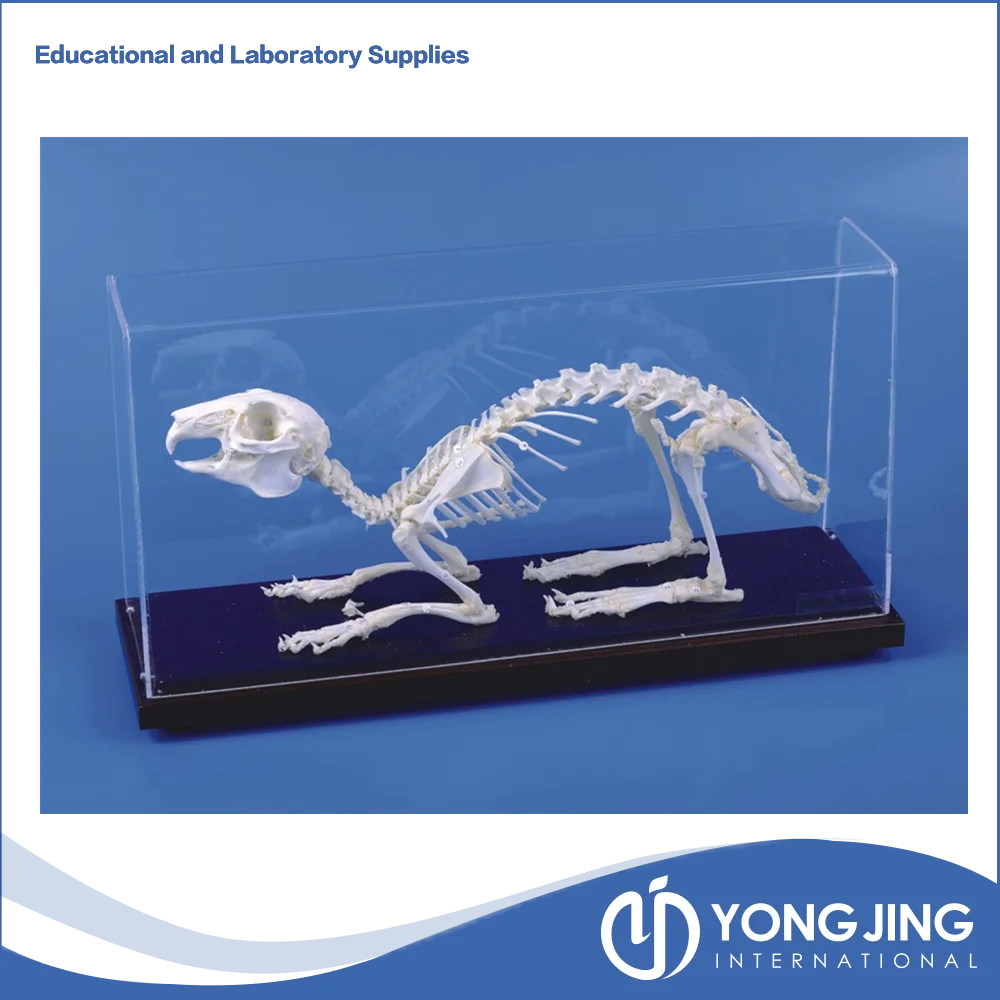 Rabbit Skeleton Specimen Model for School Teaching