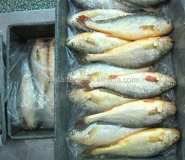 China Farm Raised Fresh Frozen Iqf Frozen Yellow Croaker Whole Iqf Fish ...