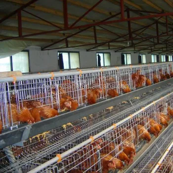 Used Large Chicken Coops With Water System / Commercial Chicken Hen ...