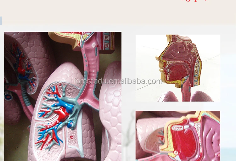 Asthma Model FRT167 - Detailed Lung Anatomy for Education