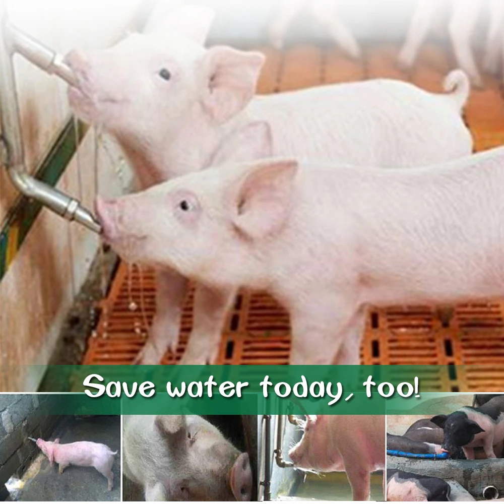 In South Africa Pig Nipple Drinker Water Drinker For Pigs Automatic ...
