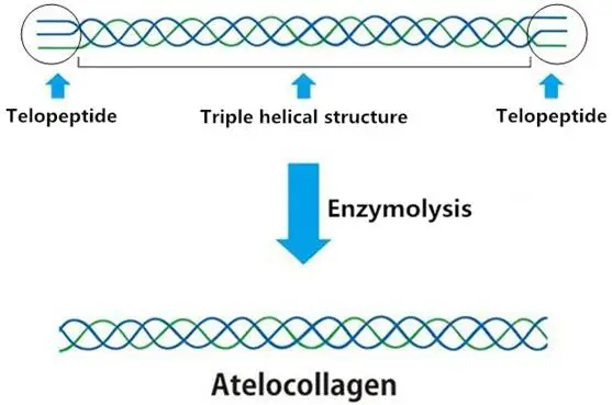 Type I Atelocollagen - High Purity Pig Collagen for Skin