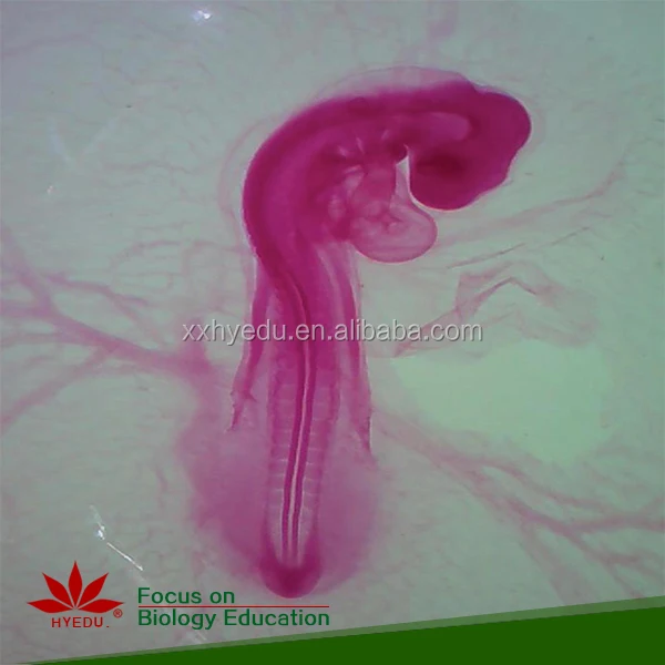 Individual Slides Hot Sale Frog Embryology Microscope Prepared Slides ...