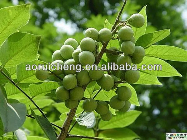 High Quality Pygeum Africanum Extract - Buy Pygeum Africanum Extract ...