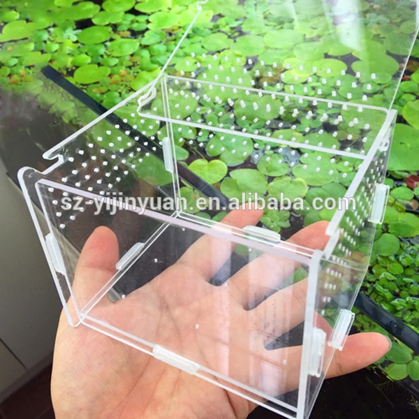 Acrylic Ant Farm Cages - Sustainable and Eco-friendly