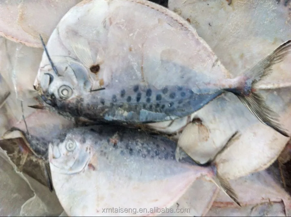 Frozen Sea Caught Whole Round Moonfish Supplied From China - Buy Iqf ...