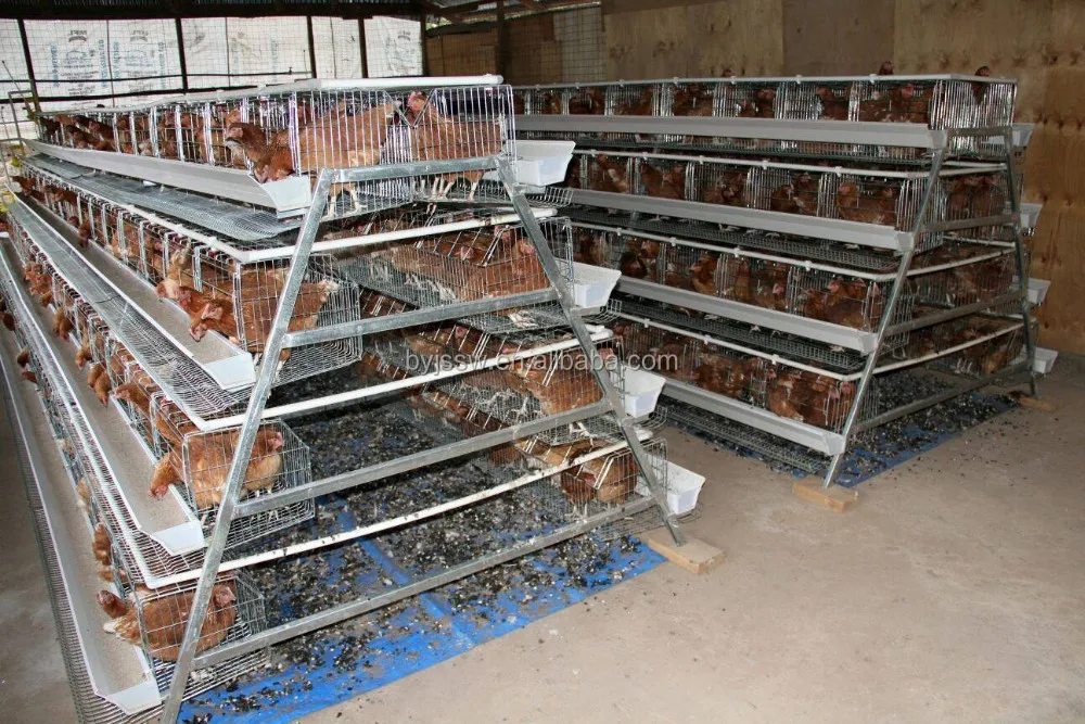 Indoor & Outdoor Chicken Cages For Poultry Farms - Buy Poultry Farm ...