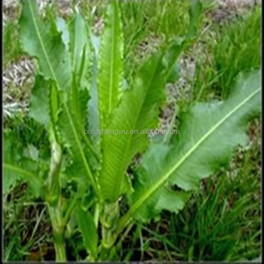 Organic Rumex Crispus Powder Extract/herb Organic Rumex Crispus Powder ...