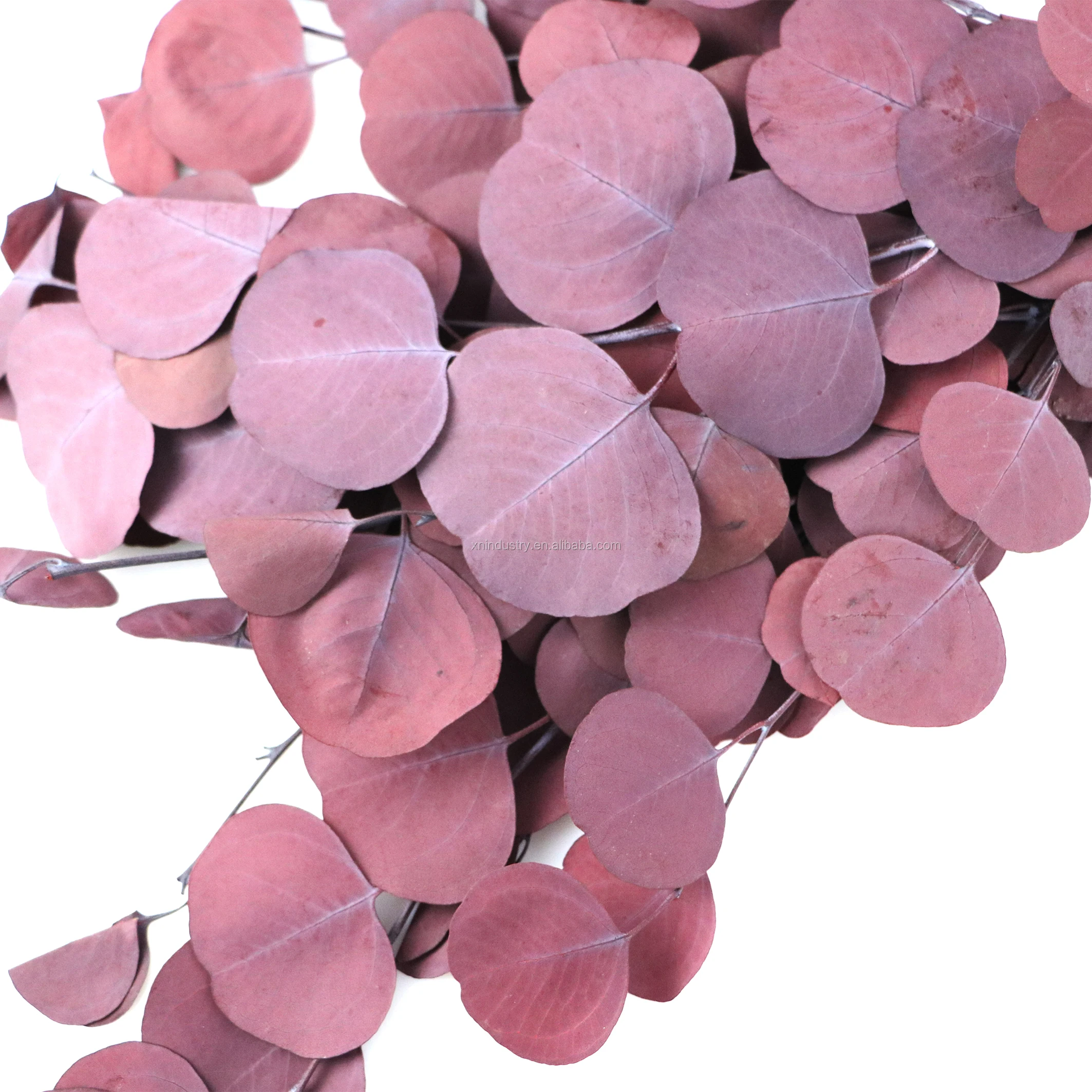 Preserved Natural Plant DIY - Everlasting Apple Eucalyptus