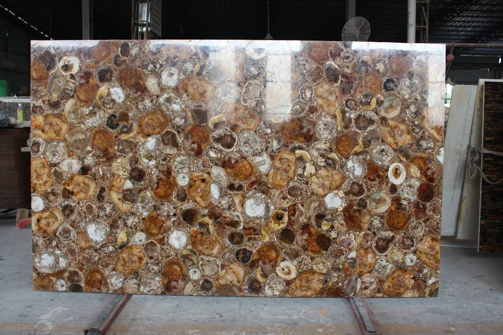 Petrified Wood Tree Slab - Unique, Translucent, Polished