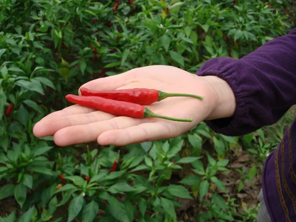 Chinese Manufacturer Exporting Hot Chilli Pepper Seeds To Pakistan ...