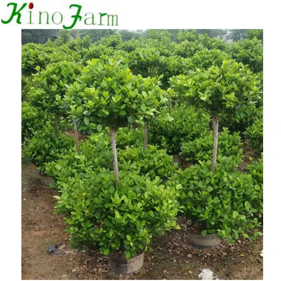 3 Steps Ficus Panda Plant - Buy Ficus Panda Plant,Ficus Panda Product ...