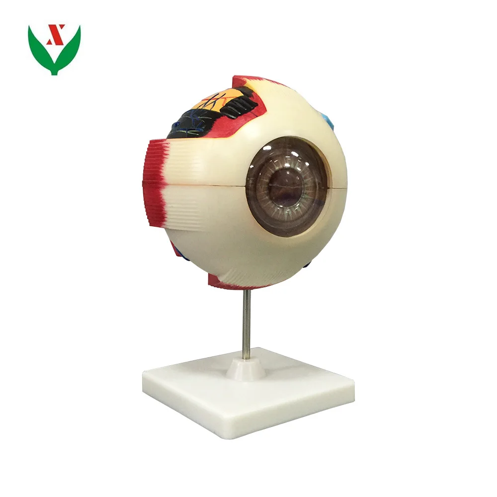 Anatomically Accurate Human Eye Model - Labeled & Detailed