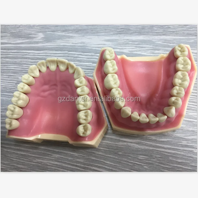 Educational Dental Anatomy Typodont Model with 28 Teeth