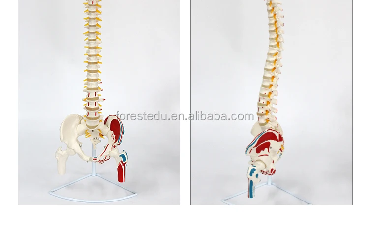 Human Skeleton Model - Flexible 3d Spine Anatomy For Education & Oem