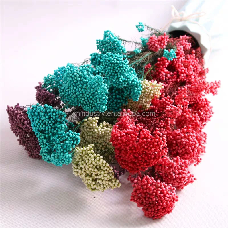 Preserved Rice Flower - Elegant Ozothamnus Diosmifolius