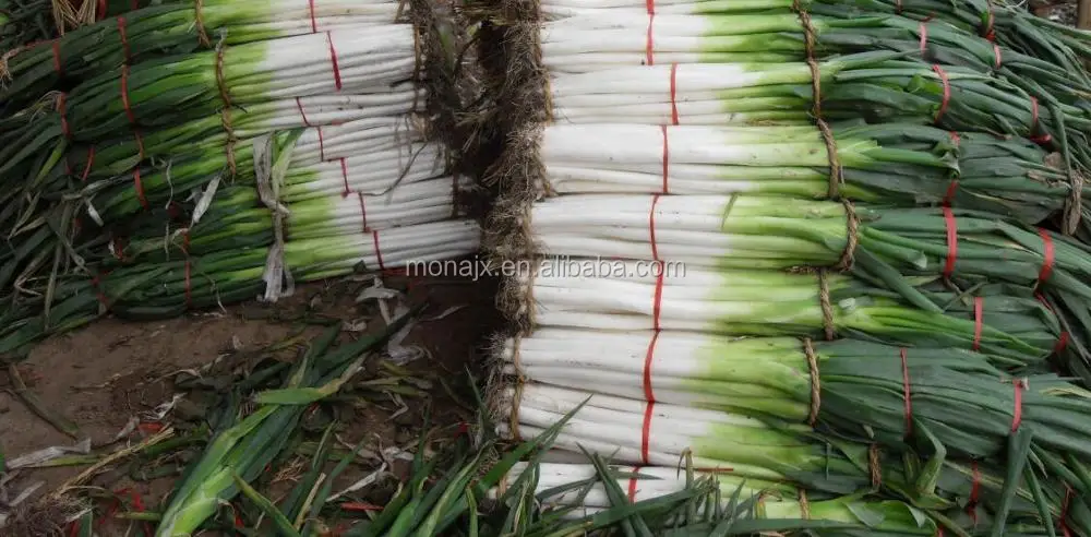 Scallion Green Onion Ginger Harvester Wholesale Price - Buy Harvest ...