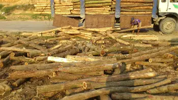 Acacia Logs From Vietnam - Buy Acacia Round Log,Acacia Mangium Logs ...