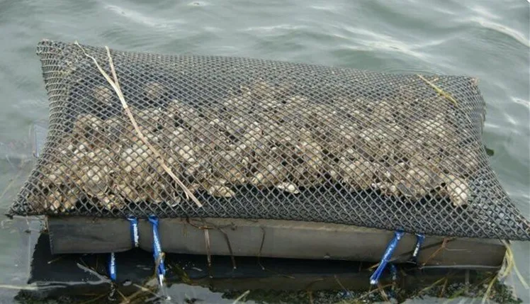 Oyster Floater - Efficient Oyster Basket for Aquatics