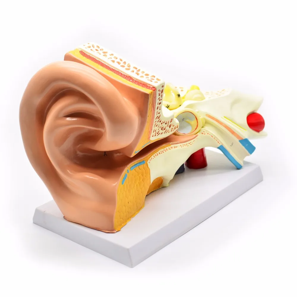 Plastic Human Ear Anatomical Model - Buy Plastic Human Ear Anatomical ...