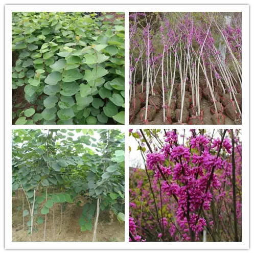 Plant Tree Flower Of Chinese Redbud Tree Seedlings Of Bauhinia Sapling ...