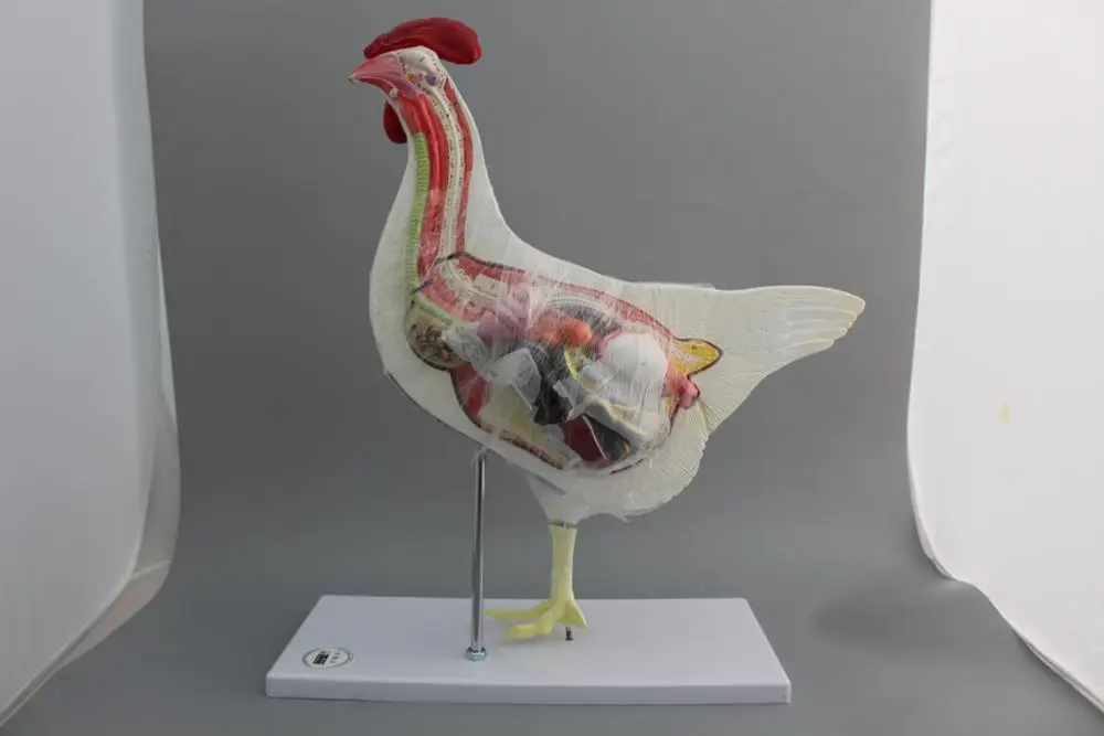 Animal Anatomy Chick Anatomy Model Plasticized Specimens - Buy Animal ...