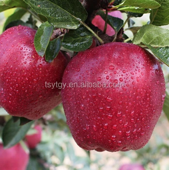 Fresh Chinese Types Of Red Apples Wholesale Prices Apple Fruit - Buy ...