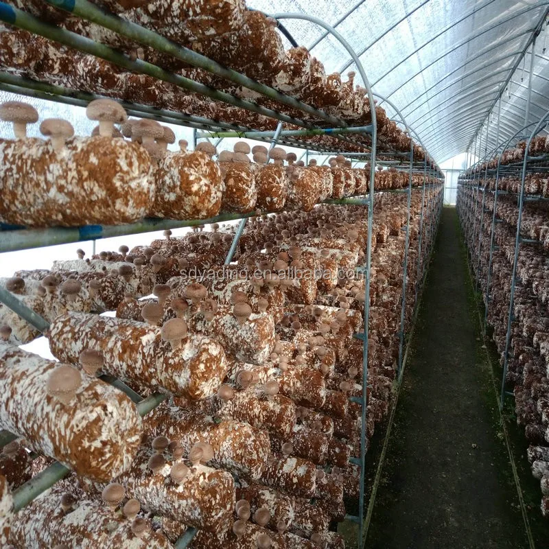 Greenhouse for Mushroom Growing - Stable & Versatile Shelves