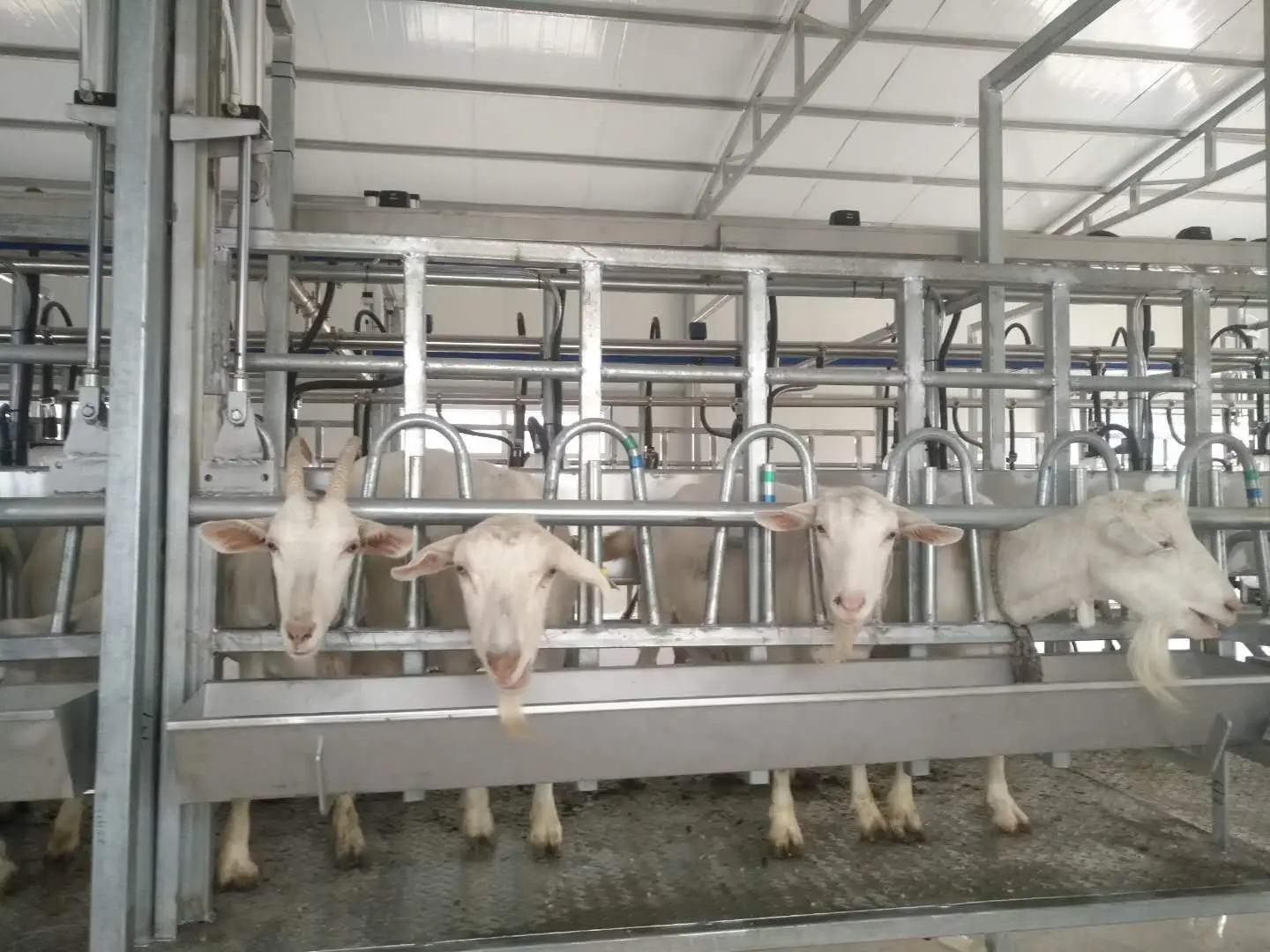 16-32 Milking Positions Milking Parlor With Glass Milk Meter for Goat ...