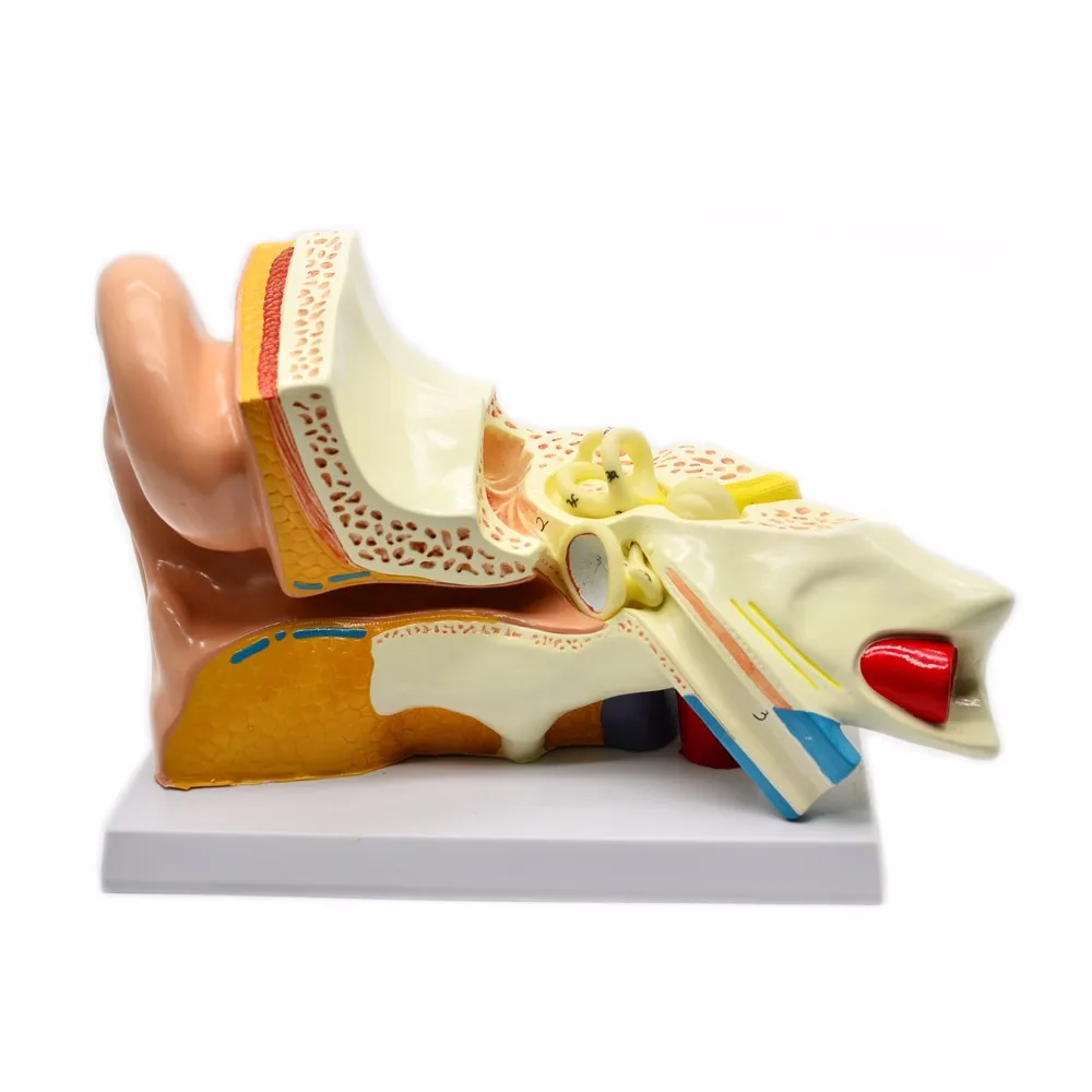 Plastic Human Ear Anatomical Model - Buy Plastic Human Ear Anatomical ...