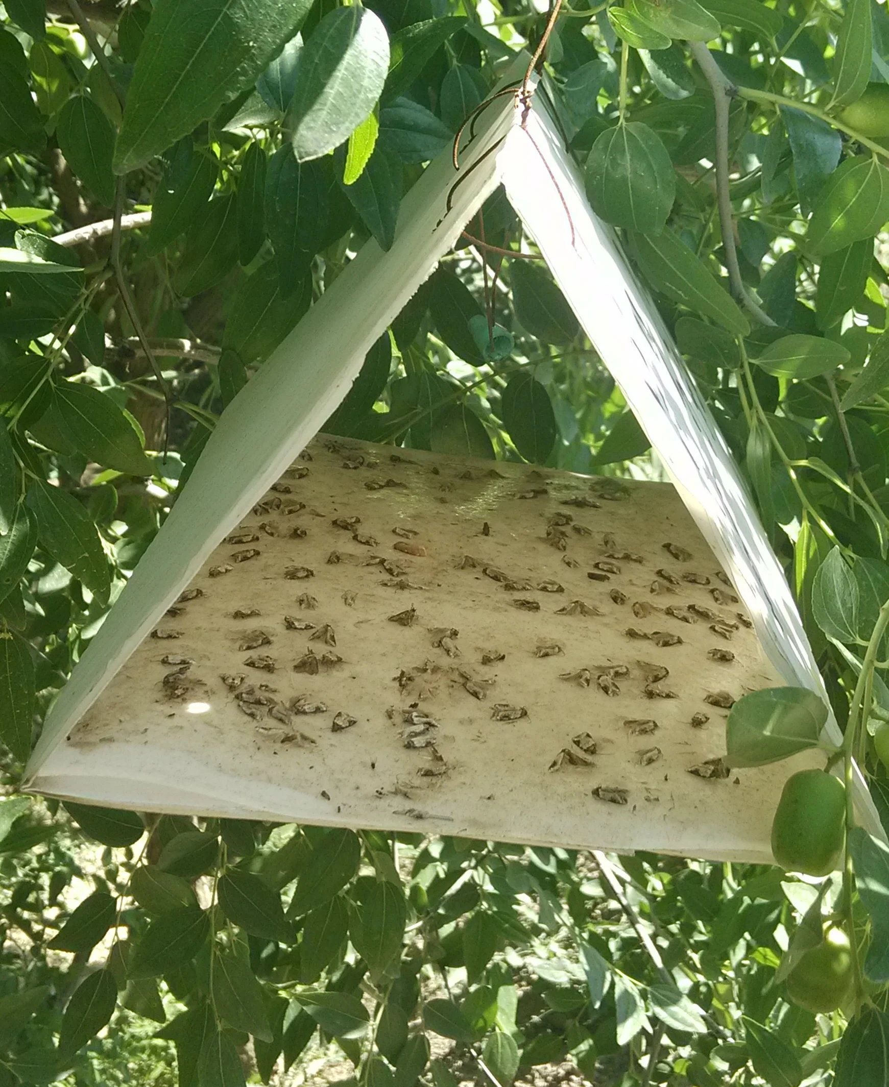 Delta Trap,Pheromone Trap For Agriculture Pest Control - Buy Plastic ...