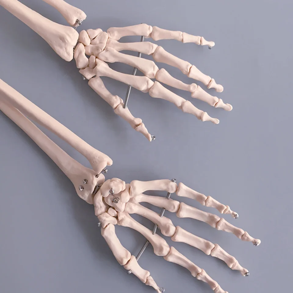 Medical Anatomy Medical Anatomical Human Life-size Skeleton Simulation ...