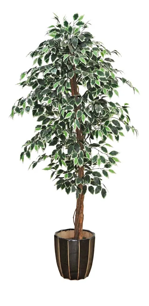 Grandes Árboles De Higo Llorón Ficus Benjamina Ficus Benjamina Grande ...