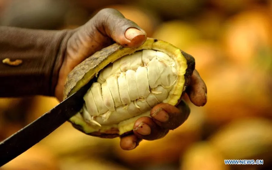 Fresh Cocoa Pod Breaking Machine - 800-1000kg/h Capacity
