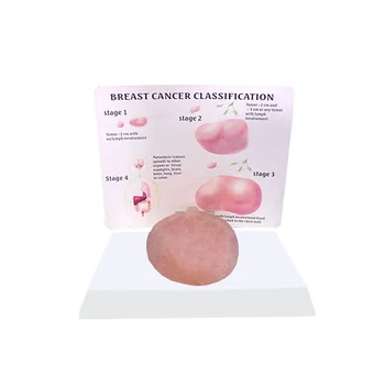 R150104 Human Teaching Breast Cancer Self-exam Anatomy Model,Teaching ...