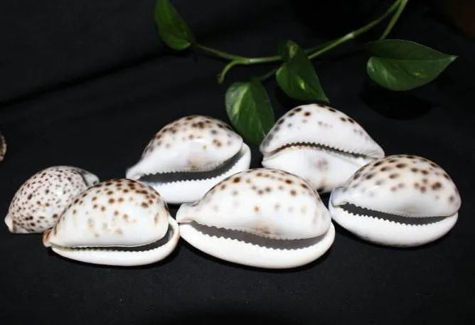 Big Wholesale Tiger Cowrie Seashells - Natural Crafts